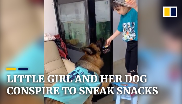 Little girl and her dog conspire to sneak snacks at home in China ...