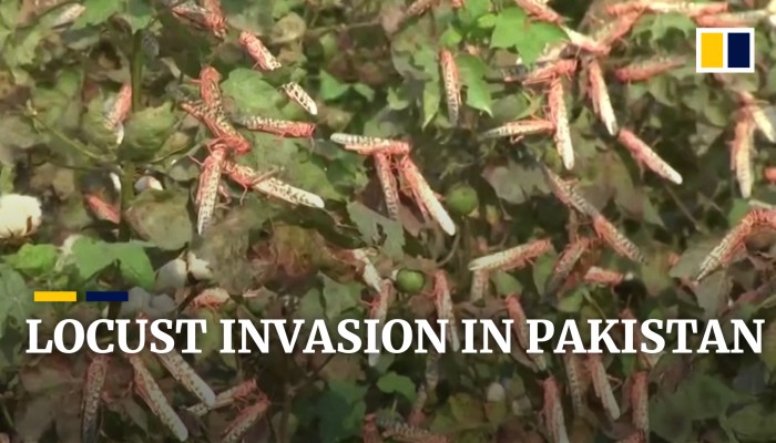 Locusts devour crops in Pakistan, leading to food shortage fears ...