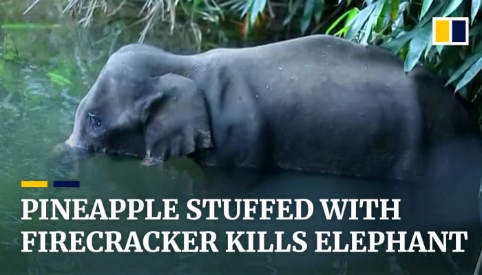 Outpouring of grief in India for pregnant elephant killed by ...