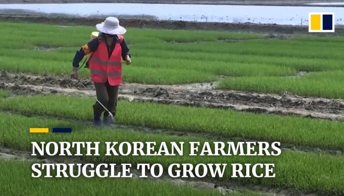 North Korean rice farmers rush to counter food shortages and ...
