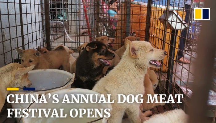 China’s annual 10-day dog meat festival opens despite government’s ...