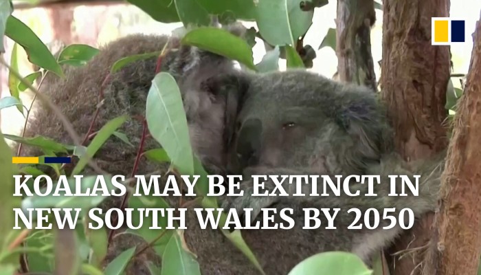Koalas face extinction in Australia’s New South Wales by 2050, report ...