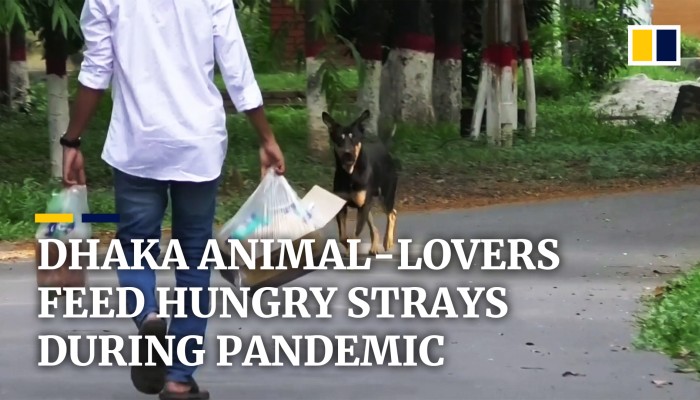 Dhaka animal-lovers feed stray dogs and wild monkeys amid coronavirus ...
