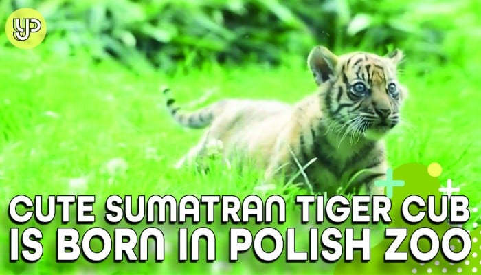 Cute Sumatran Tiger cub is born in Polish zoo | South China Morning Post