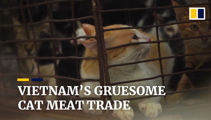 Over 1 million cats trafficked and killed for meat each year in Vietnam ...