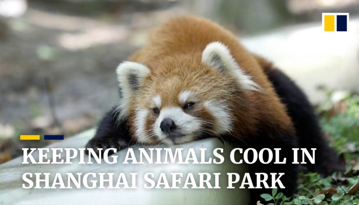 How animals in Shanghai safari park stay cool in the summer heat ...