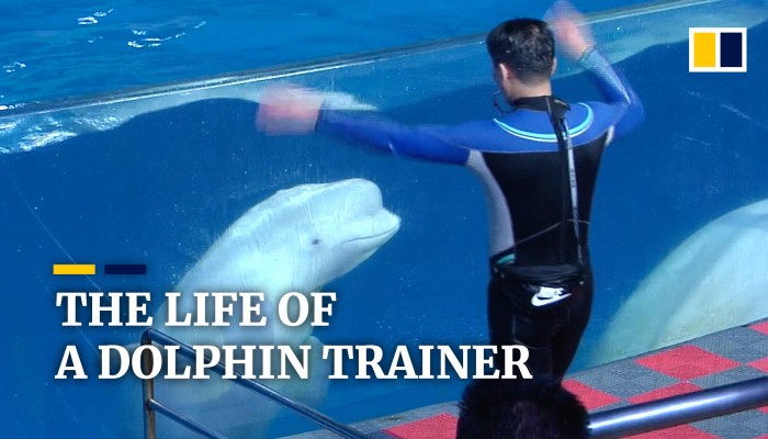 Trainer in China shares his bittersweet memories with his dolphin ...
