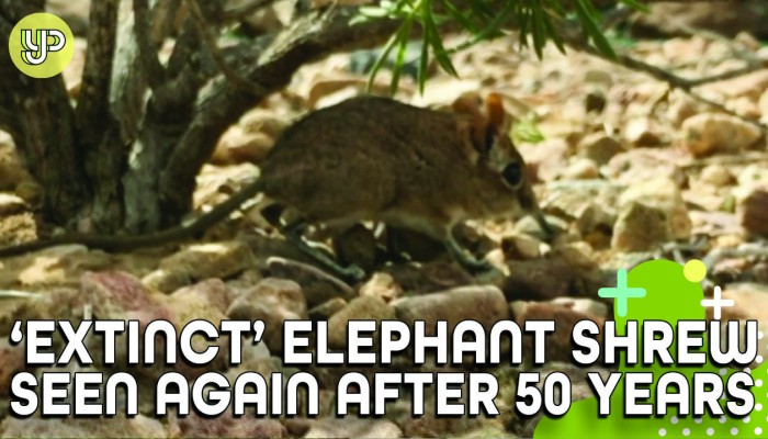 ‘Extinct’ Elephant shrew seen again after 50 years | South China ...