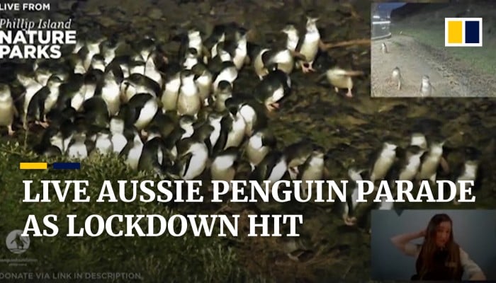 Live Aussie penguin parade attracts hundreds of thousands of viewers ...