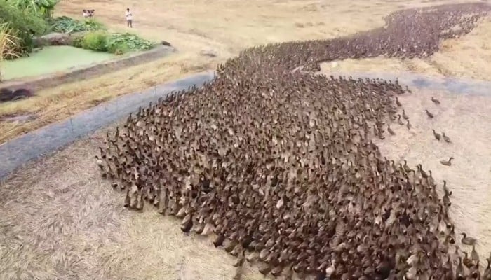 Thousands of ducks released to ‘clean’ rice fields in Thailand | South ...