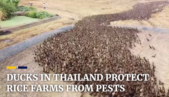 Thousands of ducks released to protect Thai rice fields from pests ...
