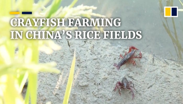 Breeding small crayfish in rice fields proves to be big economic boost ...