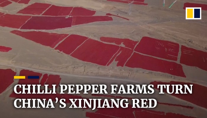 Chilli pepper farmers in China’s western Xinjiang region brace for ...