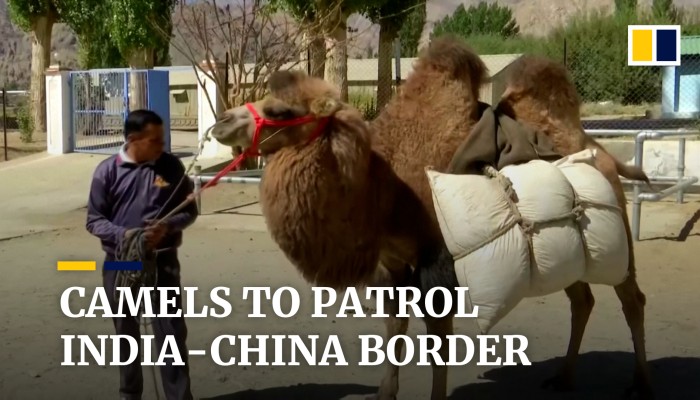 Indian army prepares camels for patrols along tense border with China ...