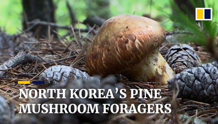 Foraging for precious pine mushrooms on North Korea’s Mount Chilbo | South China Morning Post