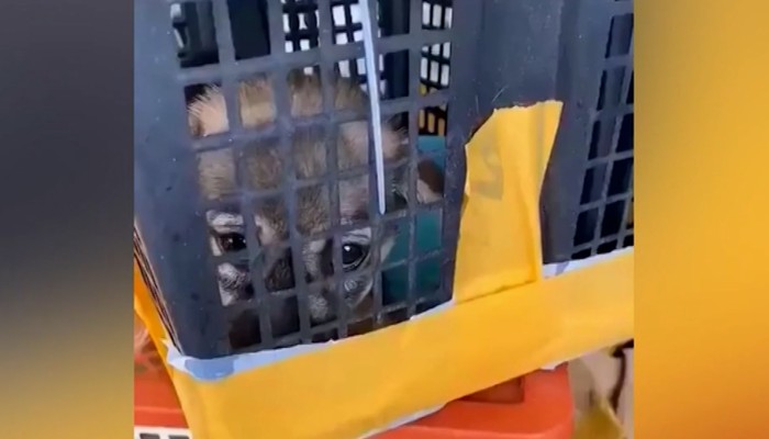 4,000 pets found dead in boxes at logistics depot in China | South ...