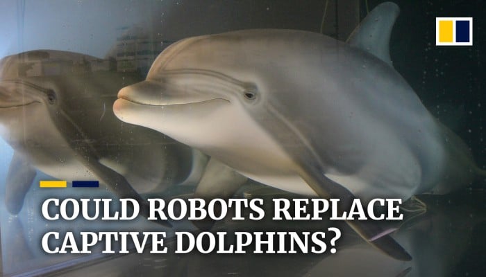 Hyperrealistic robot dolphins may replace captive animals at marine ...