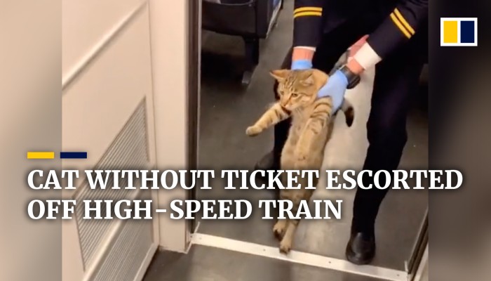 Cat in China escorted off high-speed train after being caught without ...