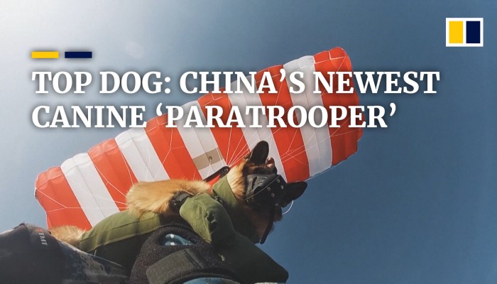 Top dog: Chinese army trains canine for parachute mission | South China ...