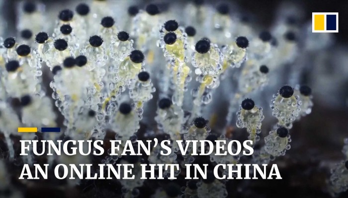 Chinese fungus fan thrills online fans with time-lapse videos of nature ...