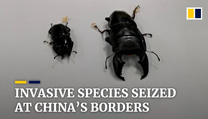 Nearly 4,000 invasive foreign species caught at Chinese borders in 10 ...