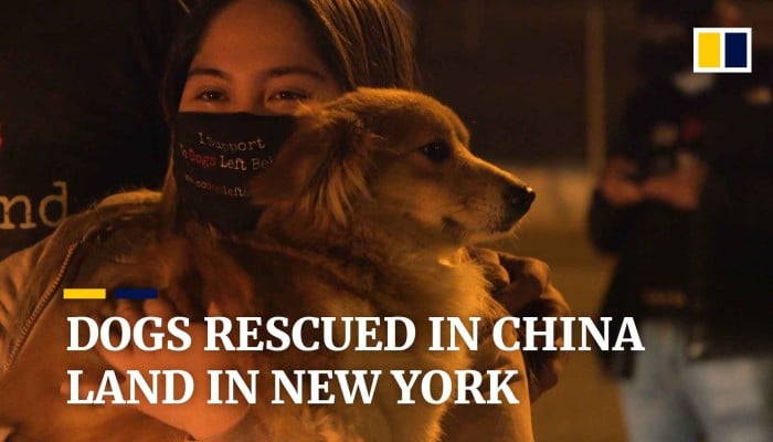 Dogs rescued from China’s slaughterhouses arrive in New York to welcome ...