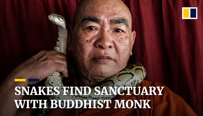 Snake sanctuary at monastery in Myanmar is how Buddhist monk is saving ...