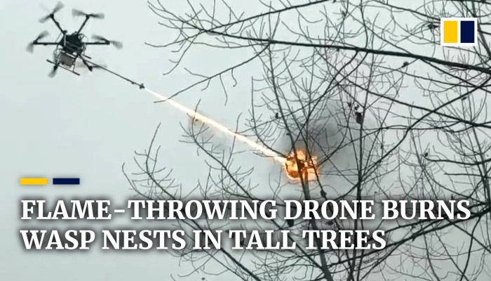 Flame-throwing drone burns wasp nests in tall trees in China | South ...