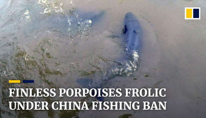 Under a fishing ban, critically endangered finless porpoises spotted ...