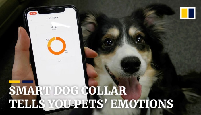 Smart collar expresses how your pets are feeling | South China Morning Post
