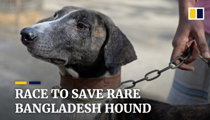 Race to save Bangladesh’s rare Sarail hound from extinction | South ...