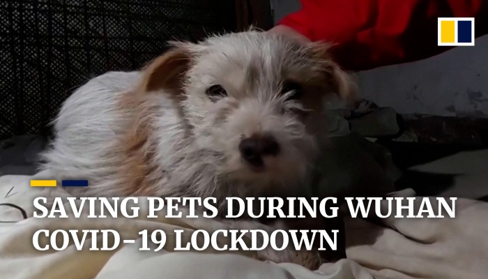 How an animal rescuer saved 10,000 starving pets during Wuhan’s Covid ...
