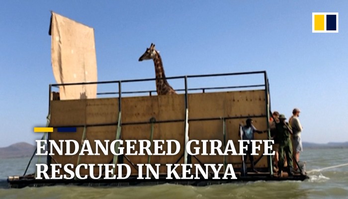 Endangered giraffe rescued from flooding island in Kenya | South China ...