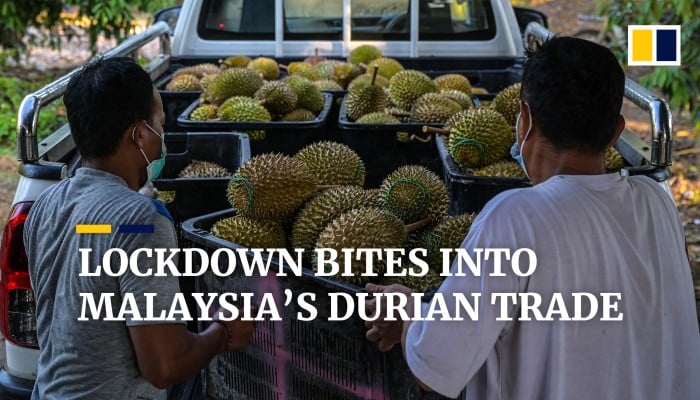 Malaysia’s durian trade hit by coronavirus pandemic as lockdown slows ...