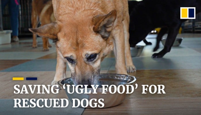 Food waste ‘upcycled’ as rescued dogs’ pet food | South China Morning Post