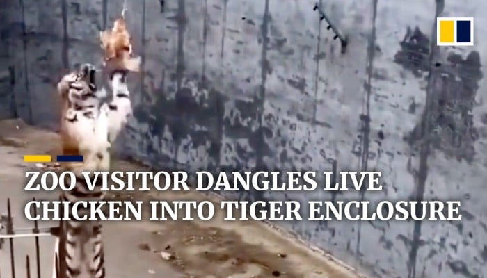 Visitor at Chinese zoo dangles live chicken into tiger enclosure ...
