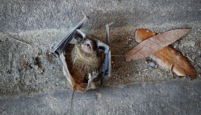 Hundreds of bats die during Texas’ deep freeze | South China Morning Post