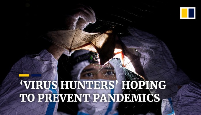 ‘Virus hunters’ in the Philippines study bats to prevent future ...
