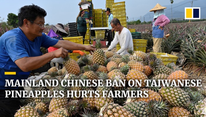 Mainland China’s ban on Taiwan’s pineapple exports hurts farmers ...