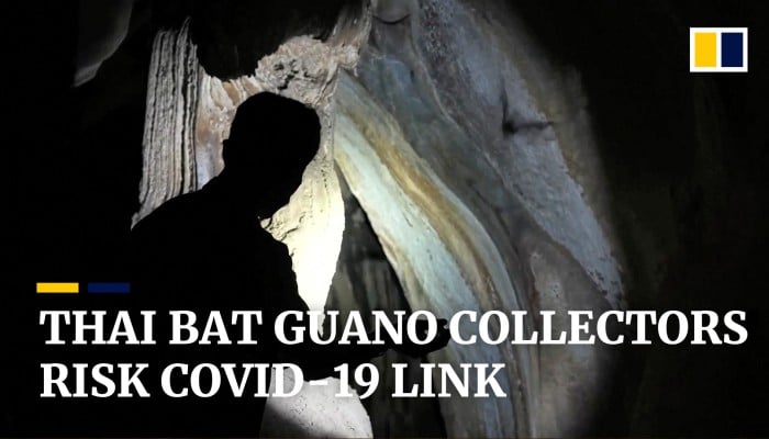 Thailand’s bat guano collectors undeterred by potential coronavirus ...