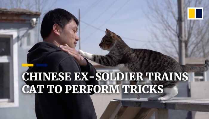 Chinese ex-soldier trains cat to perform tricks | South China Morning Post