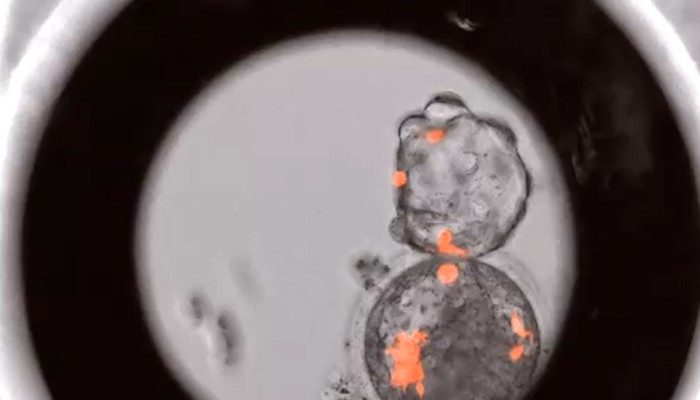 China-US scientists create world's first human-monkey ‘chimera’ embryo ... China-US scientists create world's first human-monkey ‘chimera’ embryo ...