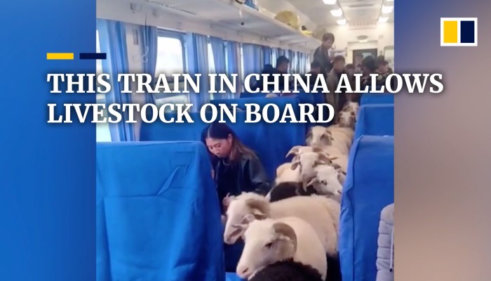 This train in China allows livestock on board | South China Morning Post