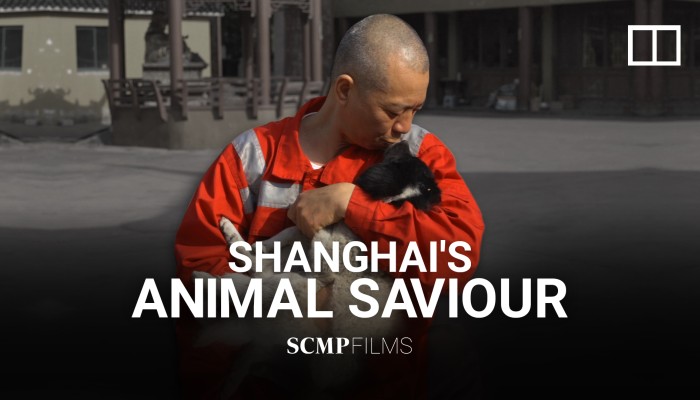Shanghai’s animal saviour: helping strays in China is spiritual journey for Buddhist monk ...
