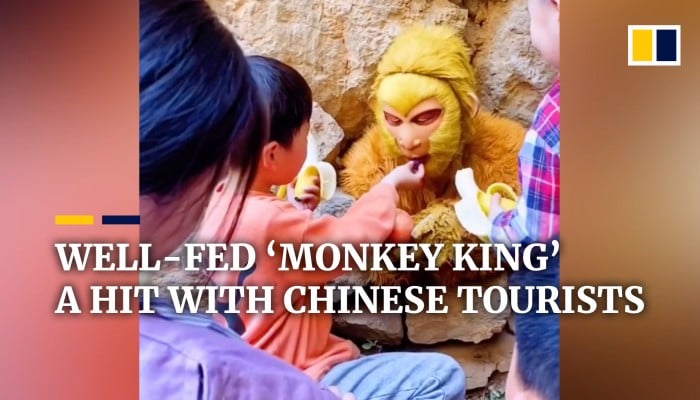 Best job ever? Well-fed ‘Monkey King’ a hit with Chinese tourists ...