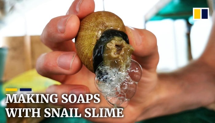 French artisan makes soaps using snail slime | South China Morning Post
