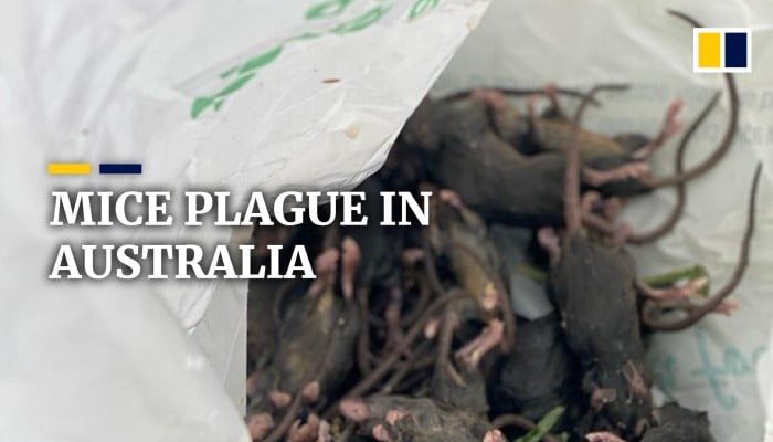 Mice plague overwhelms farmers in Australia | South China Morning Post