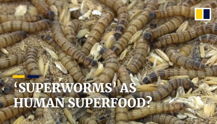 Kuwait’s ‘superworm’ breeder aims to make worms superfood for humans ...