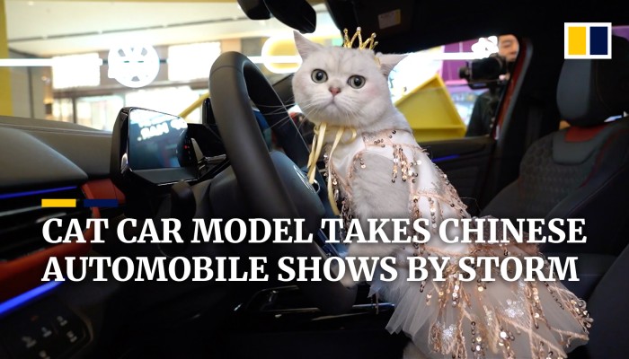 Cat car model takes Chinese automobile shows by storm | South China ...