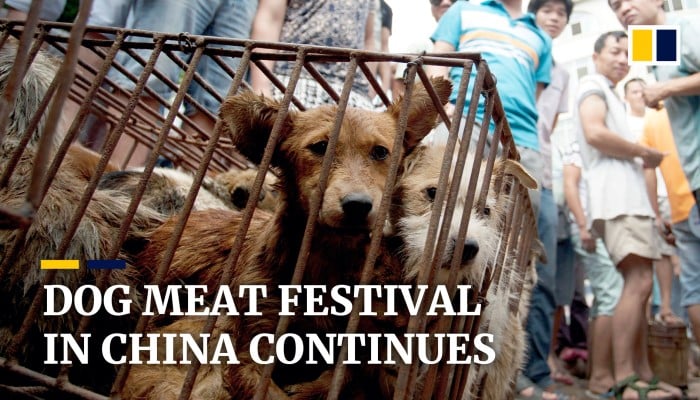 Dog meat festival in China continues despite Covid-19 concerns and ...